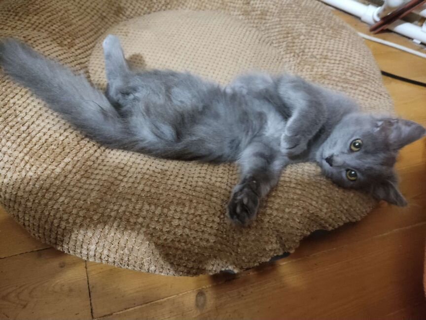 Котик в добрые руки