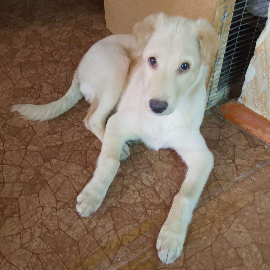 Лабрадор-ретривер, щенок