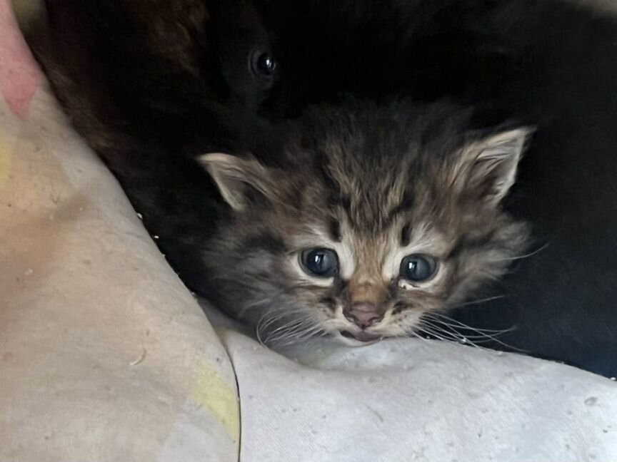 Котята в добрые руки даром