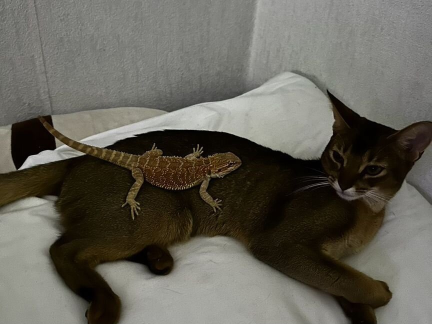 Абиссинские котята