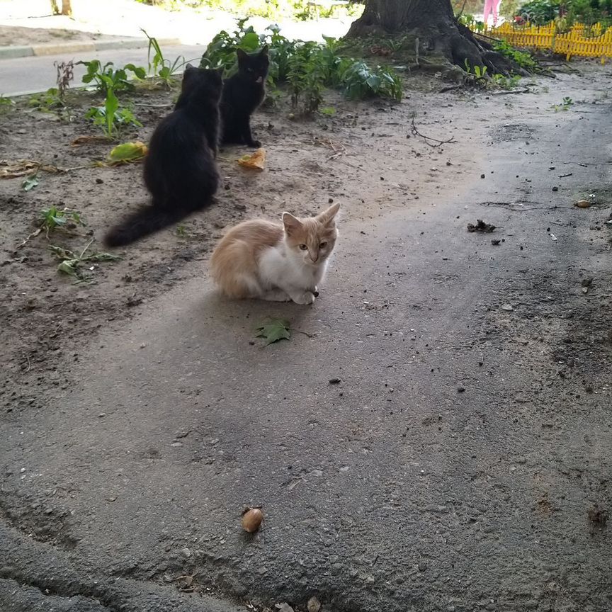 Кошечка в добрые руки бесплатно