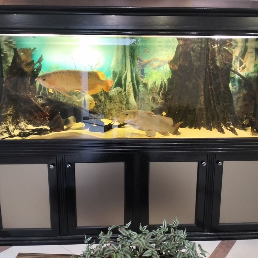 Крупная аквариумная рыба