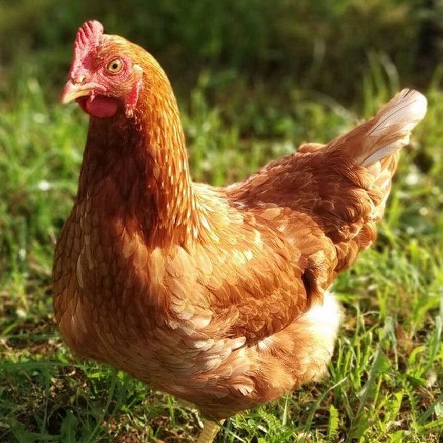 Куры несушки с доставкой