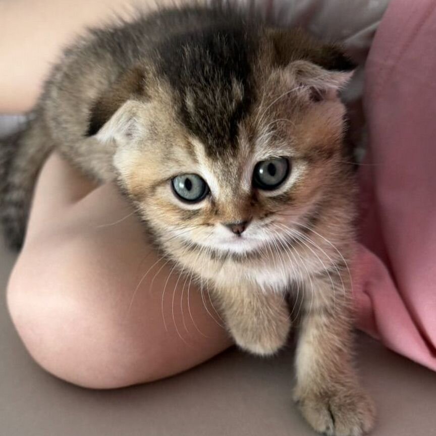 Шотландский вислоухий короткошёрстный котёнок