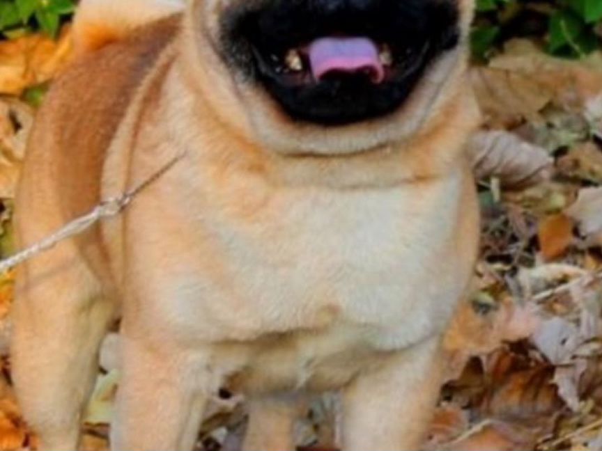 Мопс вязка мальчик