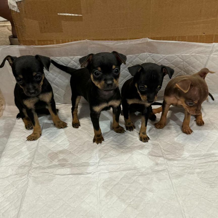 Щенки Той Терьер олененок