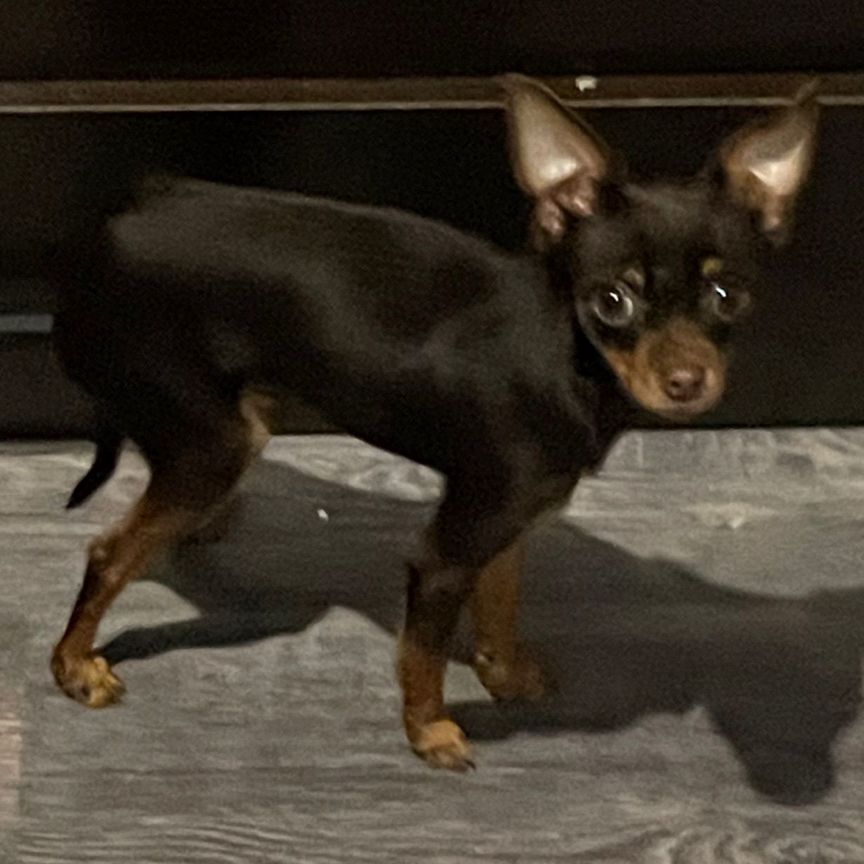 Русский той-терьер, щенок