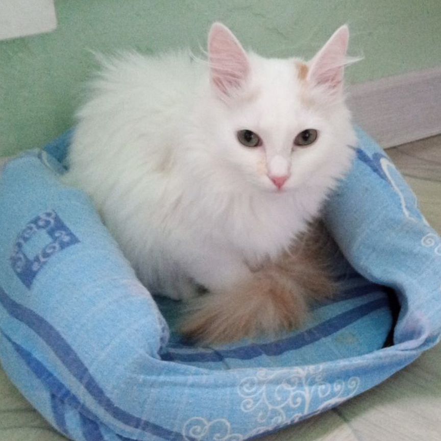 Отдам Котика 9 месяцев