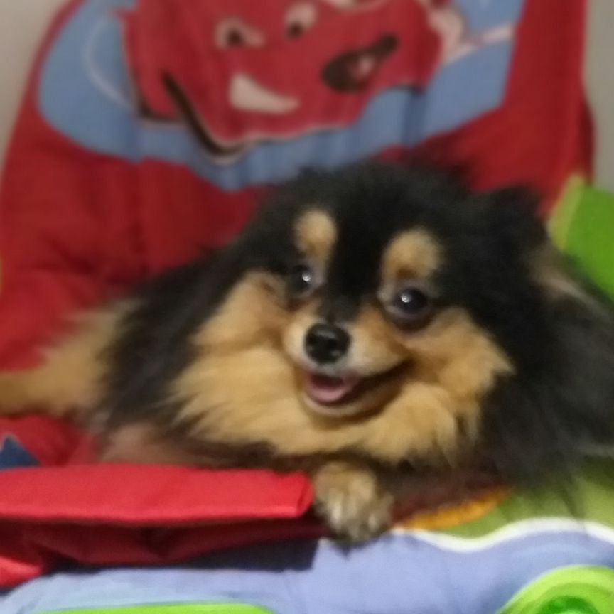 Померанский шпиц мини