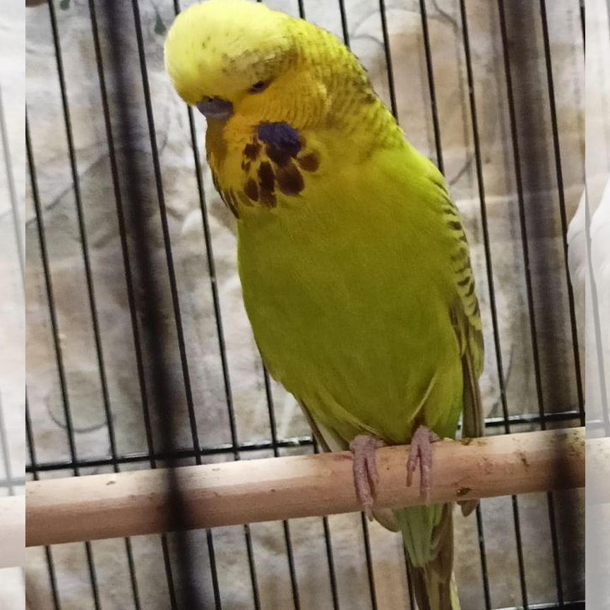 Ввп чех самец