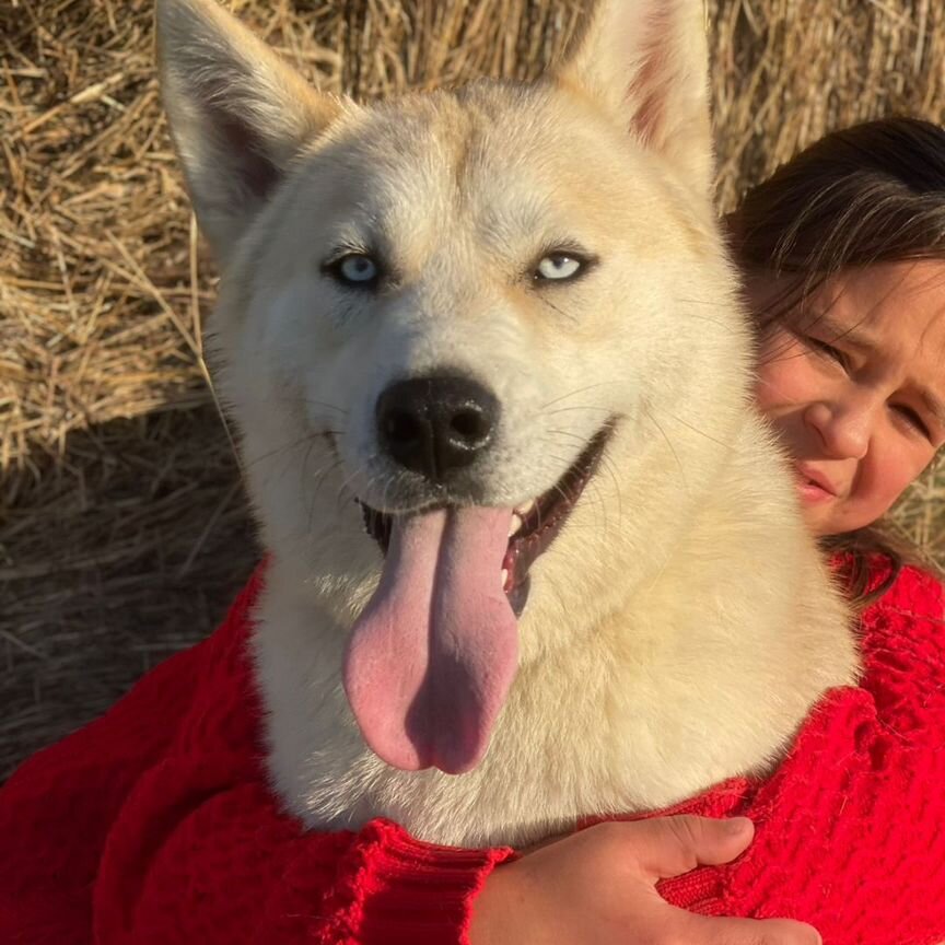 Сибирский хаски. Голубоглазая
