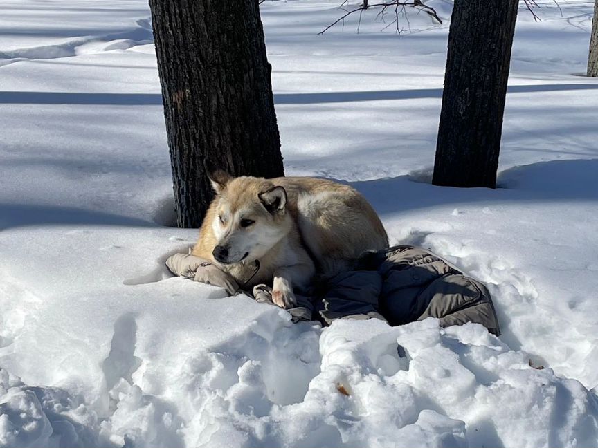 Найдена - замечена собака хаски