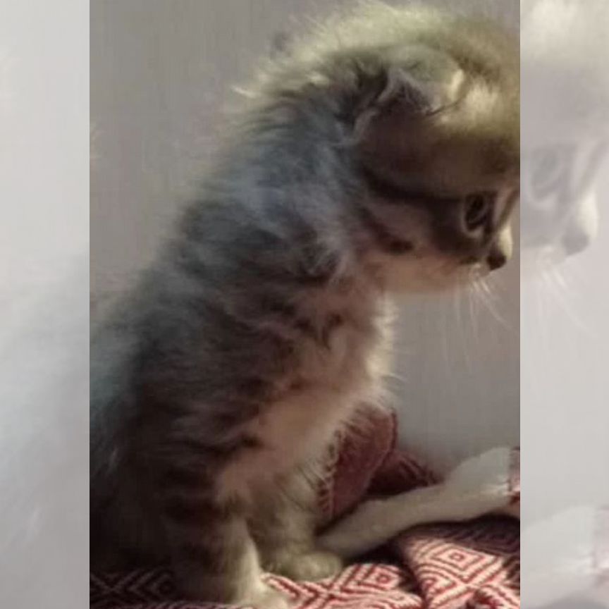 Отдам котенка в добрые руки
