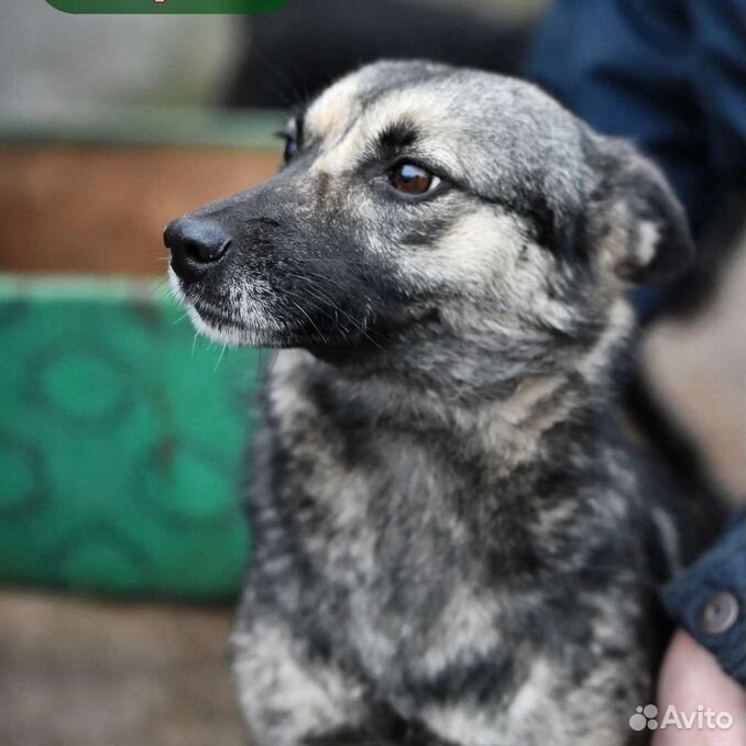 Милашка ищет семью