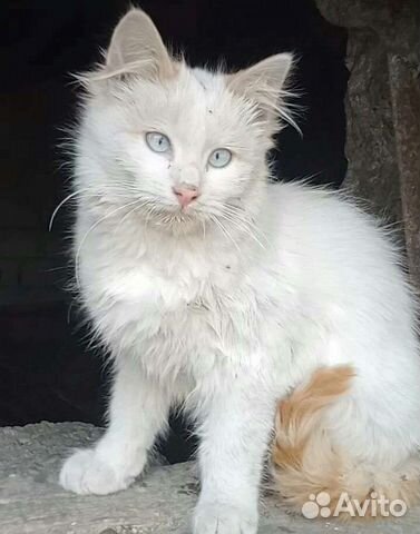 Голубоглазая девочка красавица 3 месяца