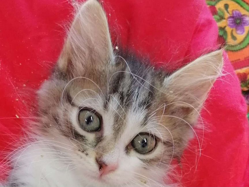 Котёнок в добрые руки