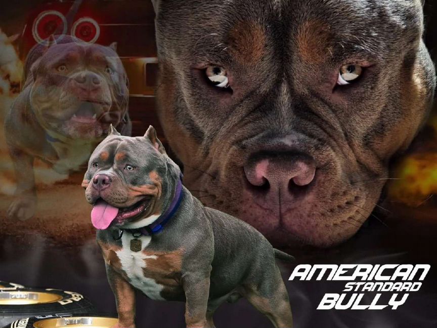 Американский булли вязка