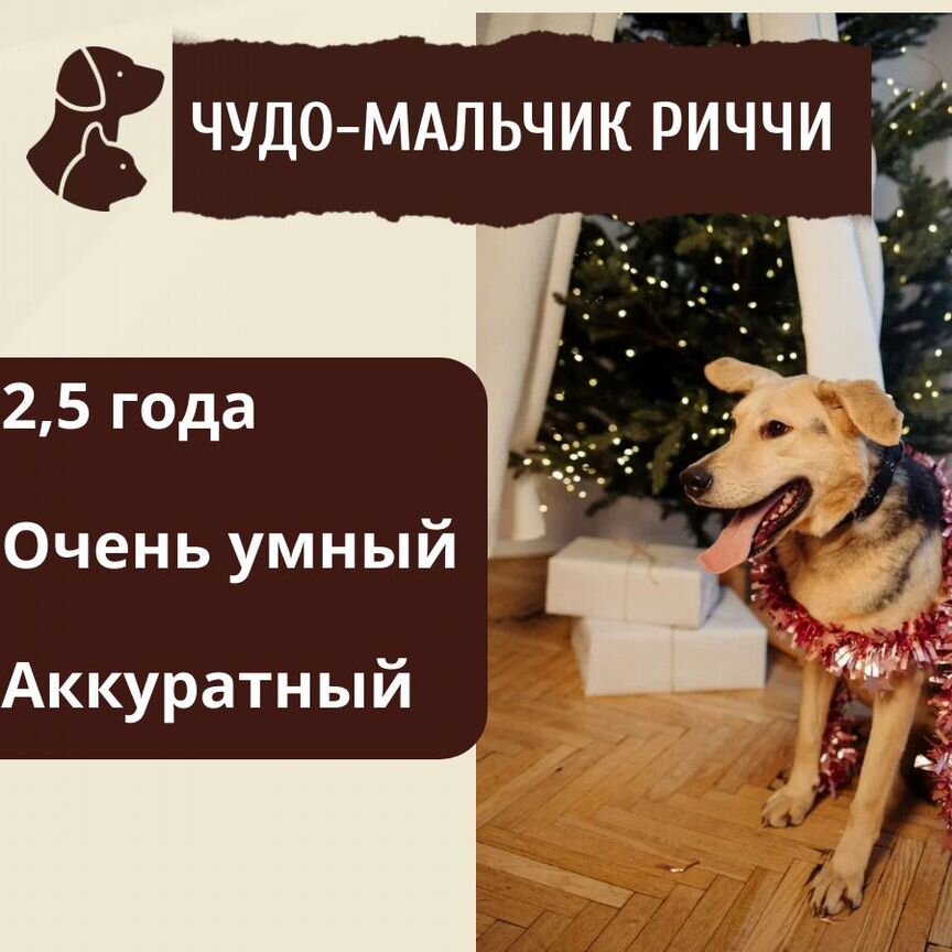 Собака в добрые руки/ Мальчик Риччи