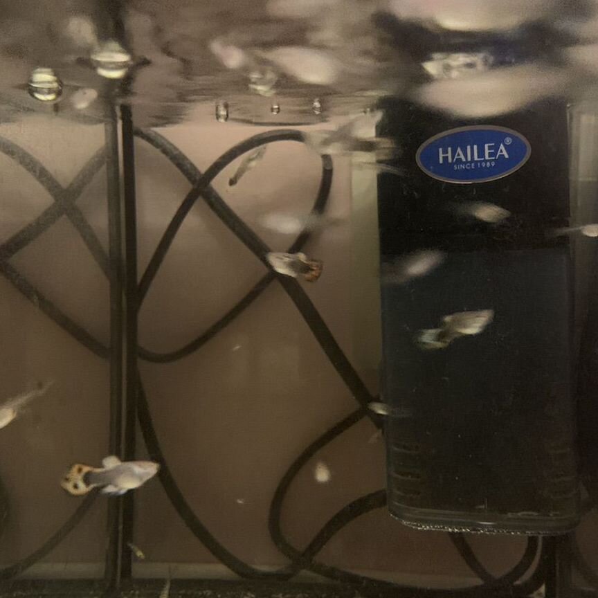 Рыбки гуппи