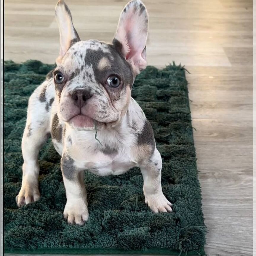 Французский бульдог, щенок