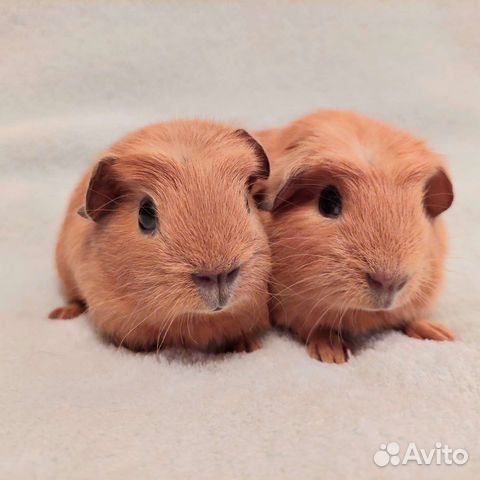 Морские свинки английские крестеды мальчики
