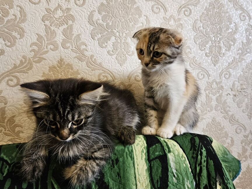 Котята: мейн-кун и шотландская вислоухая