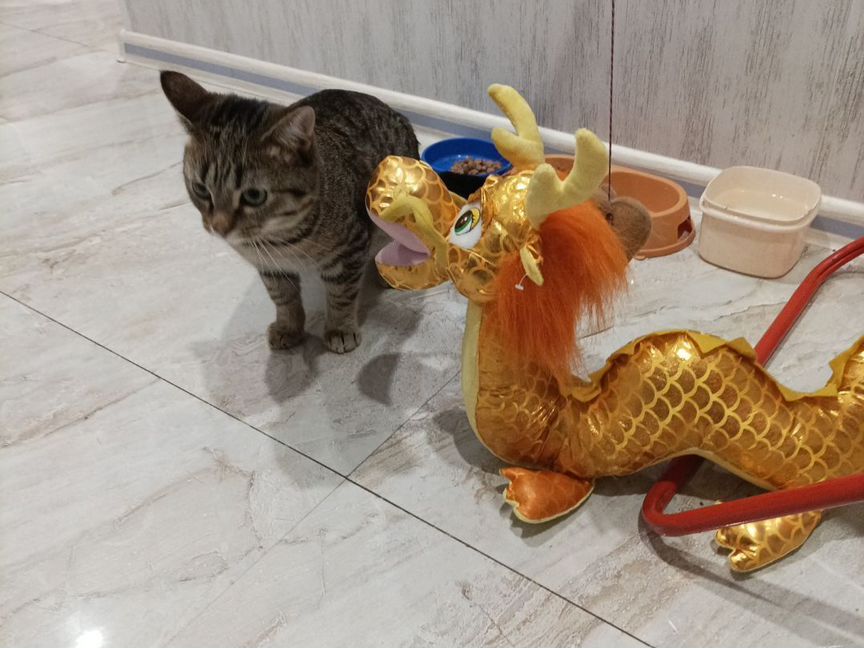 Котик Микки