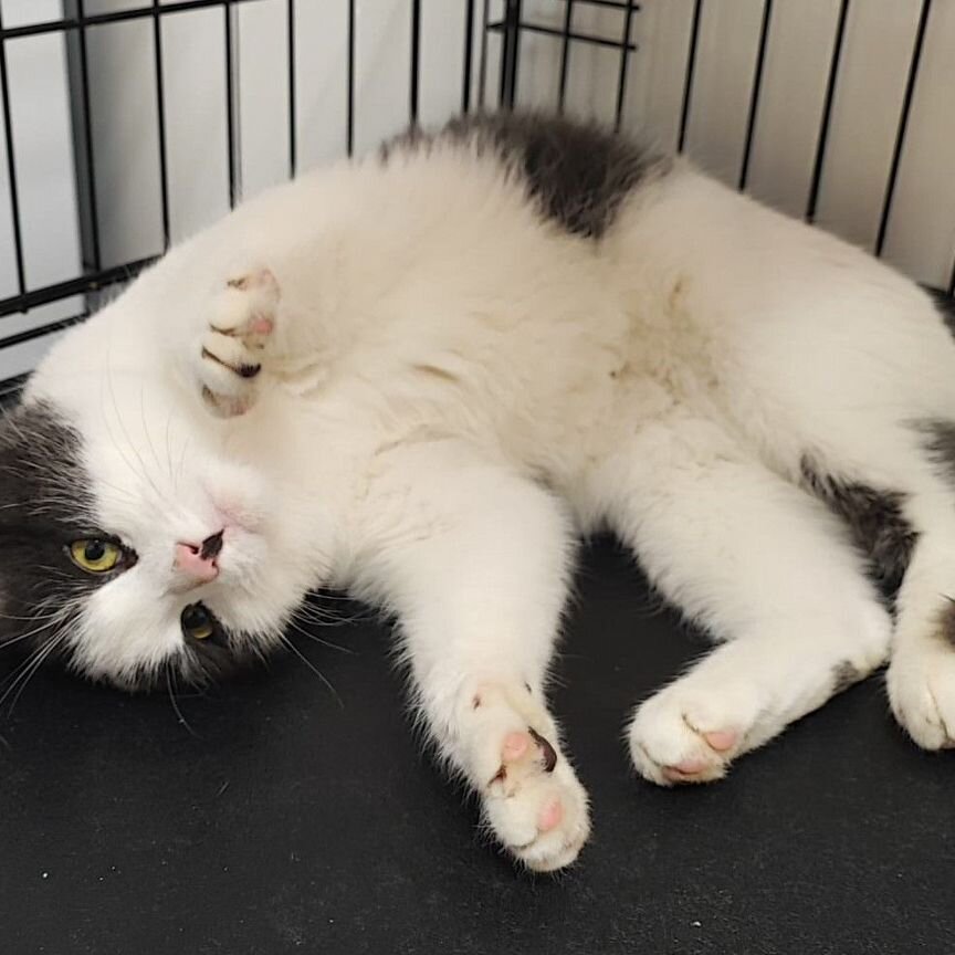 Жорик ищет дом