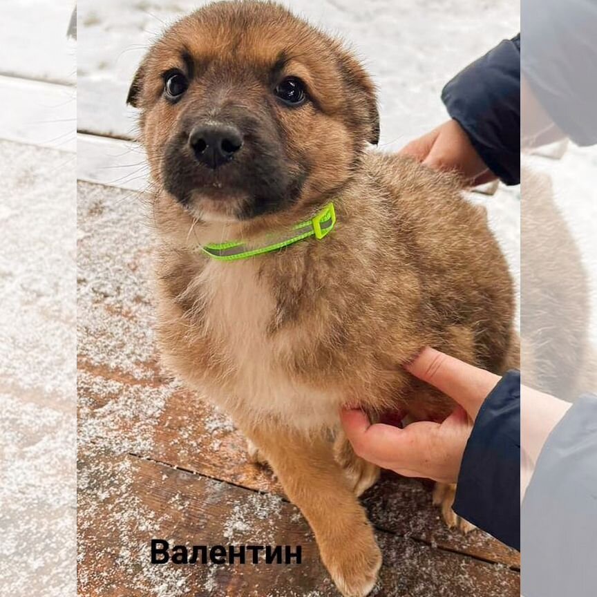 Прекрасный щенок в дар
