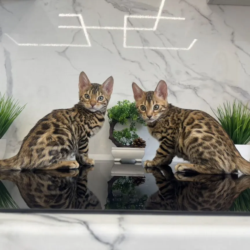 Бенгальские котята