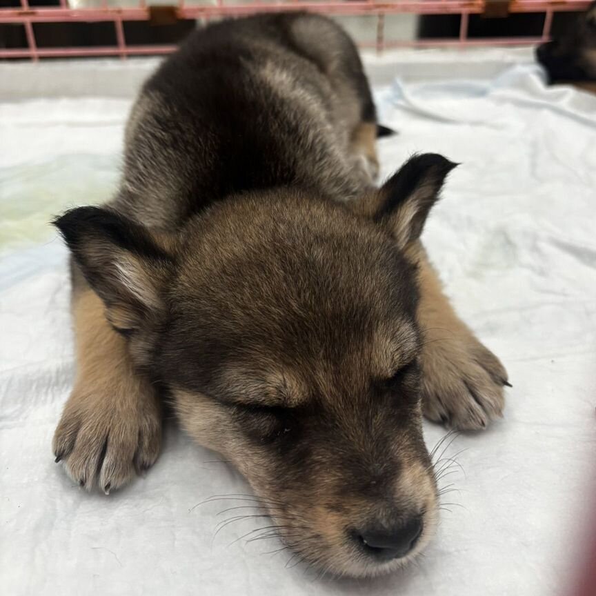 Волкособ, щенок