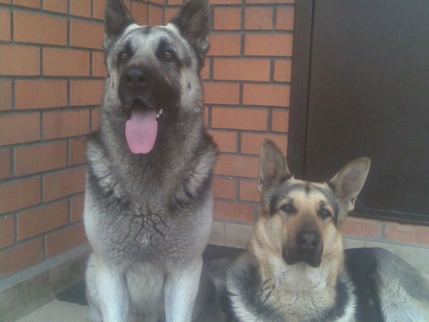 Кобель вео на вязку