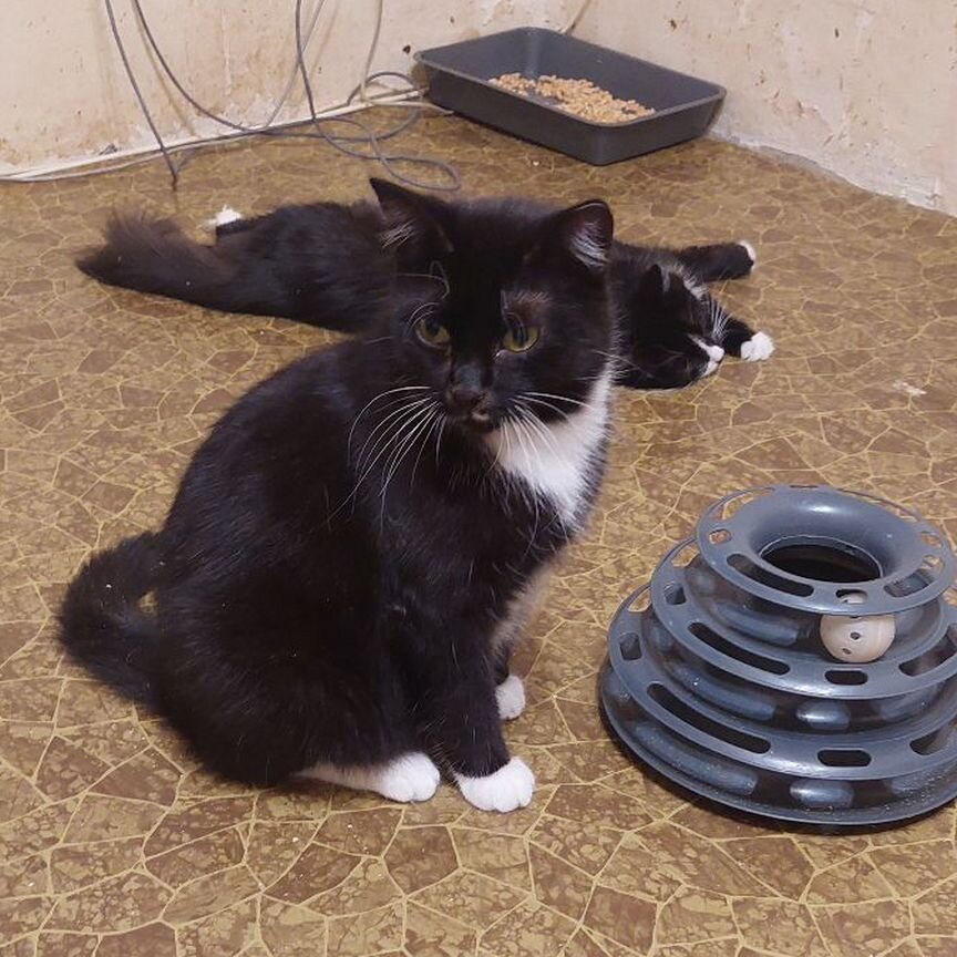 Котенок подросток Толстяк в добрые руки