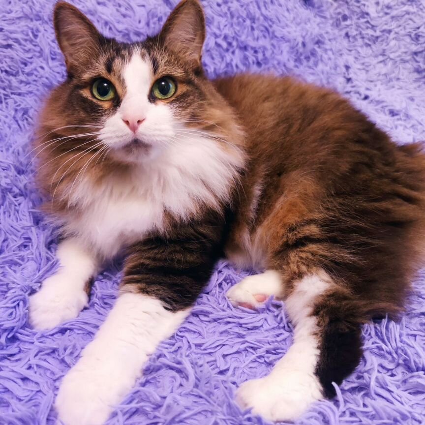 Аренда кошки террористки вандала