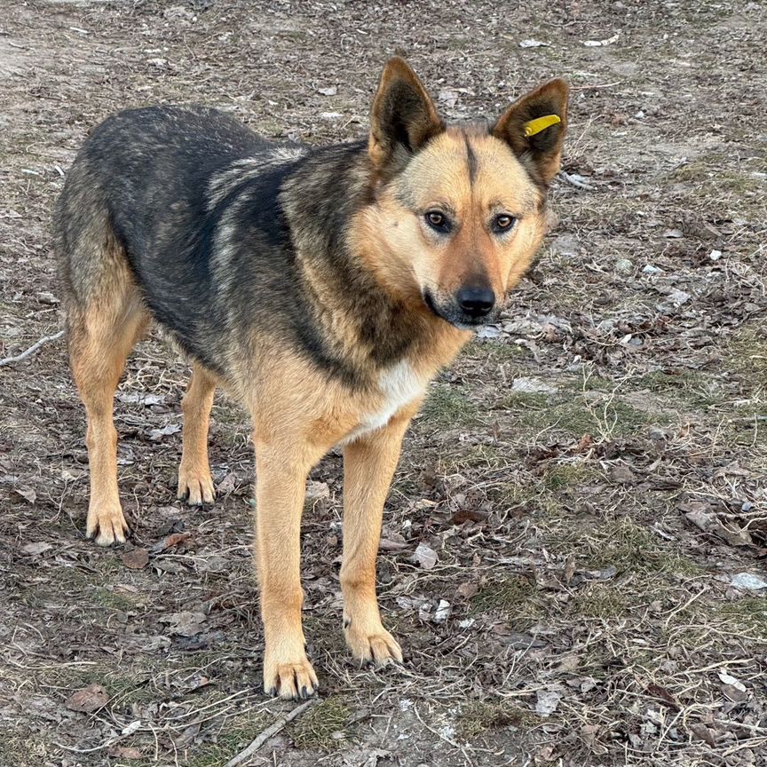 Метис овчарки в дар