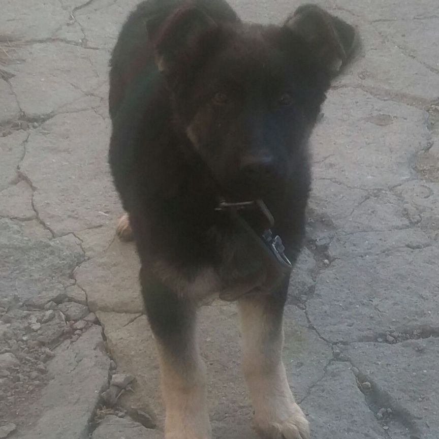 Немецкая овчарка, щенок