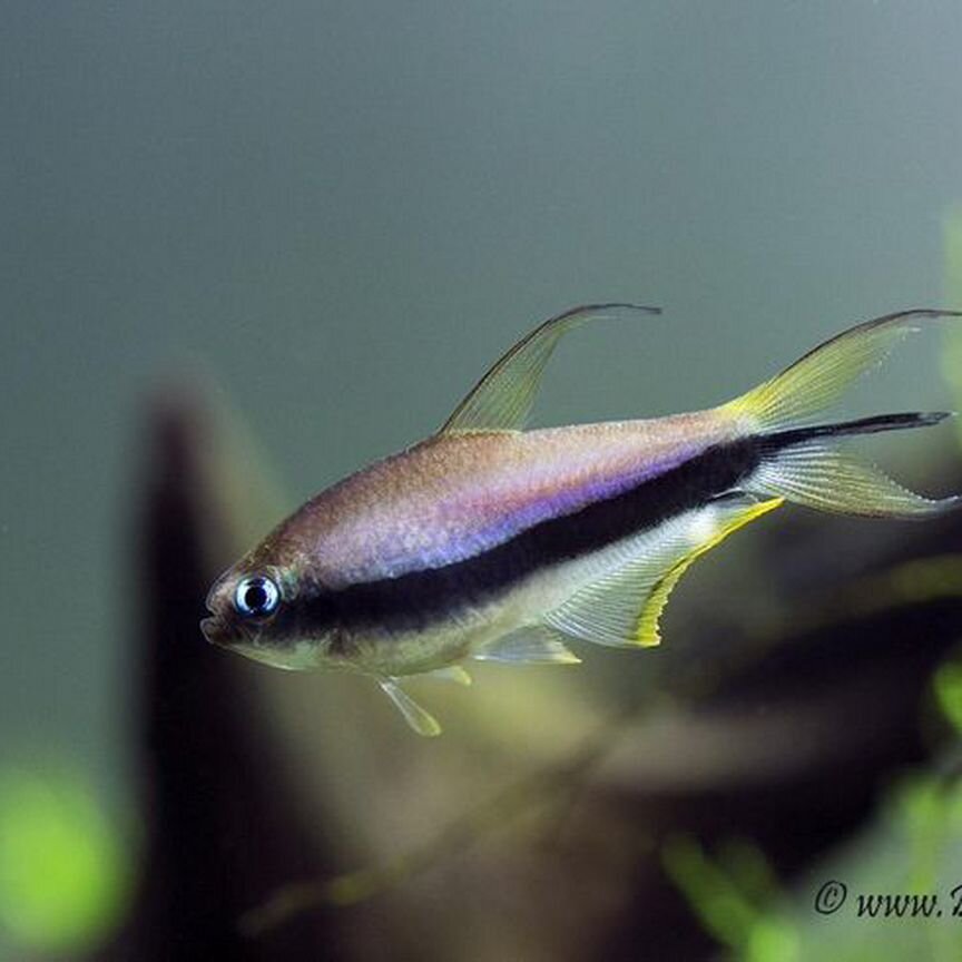 Тетра Королевская