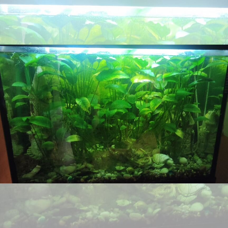 Аквариум с тумбой и растениями