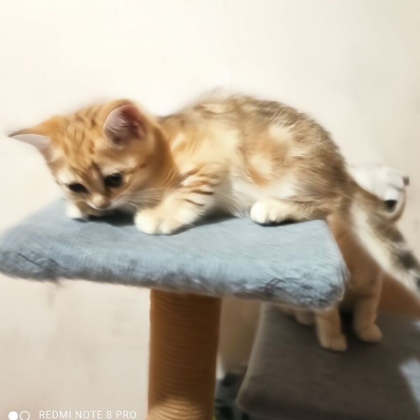 Шотландский вислоухий короткошёрстный котёнок