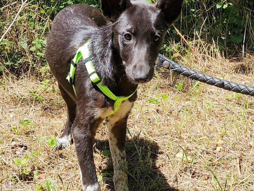 Милая Тифани