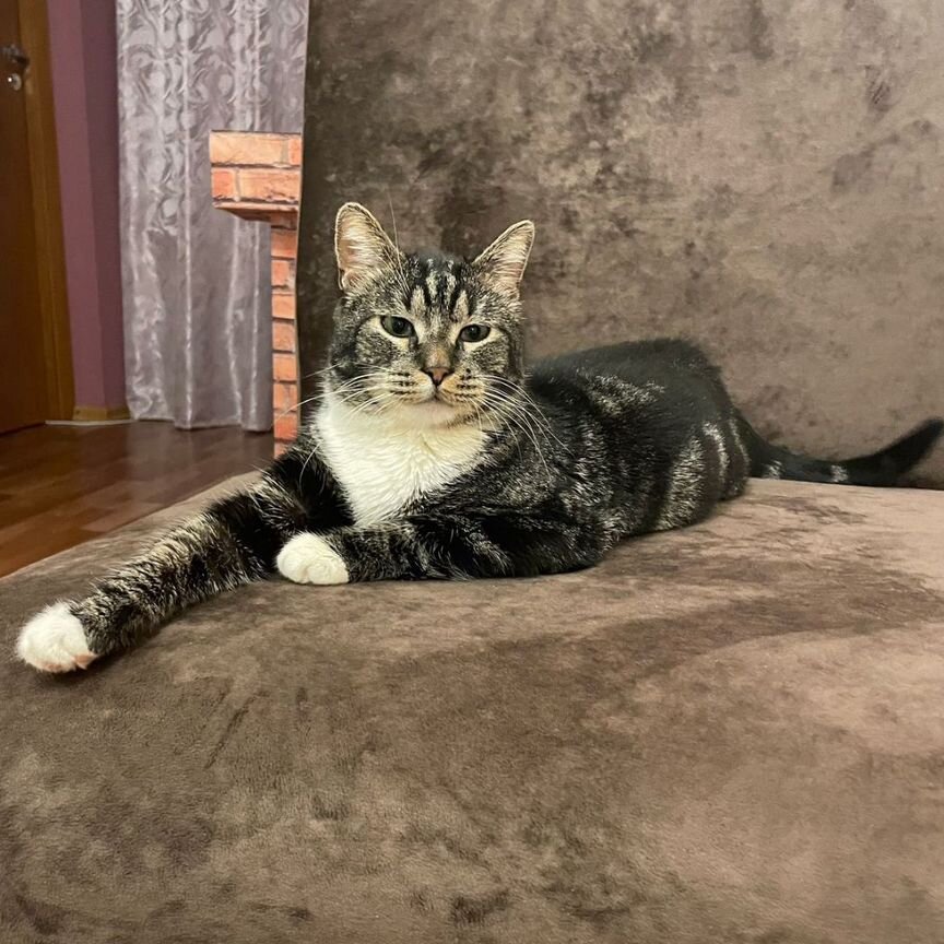 Котики