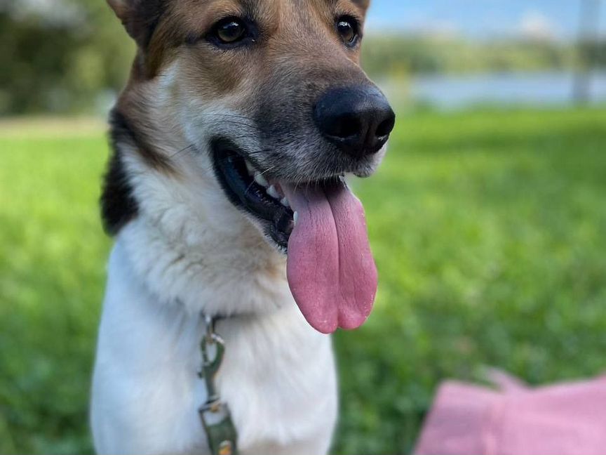 Чудо-собака в добрые руки