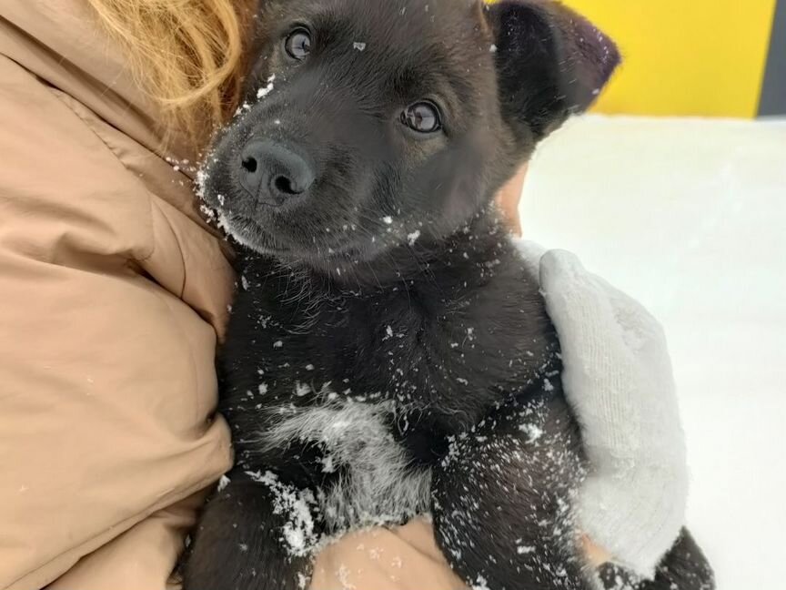 Щенок помесь овчарки