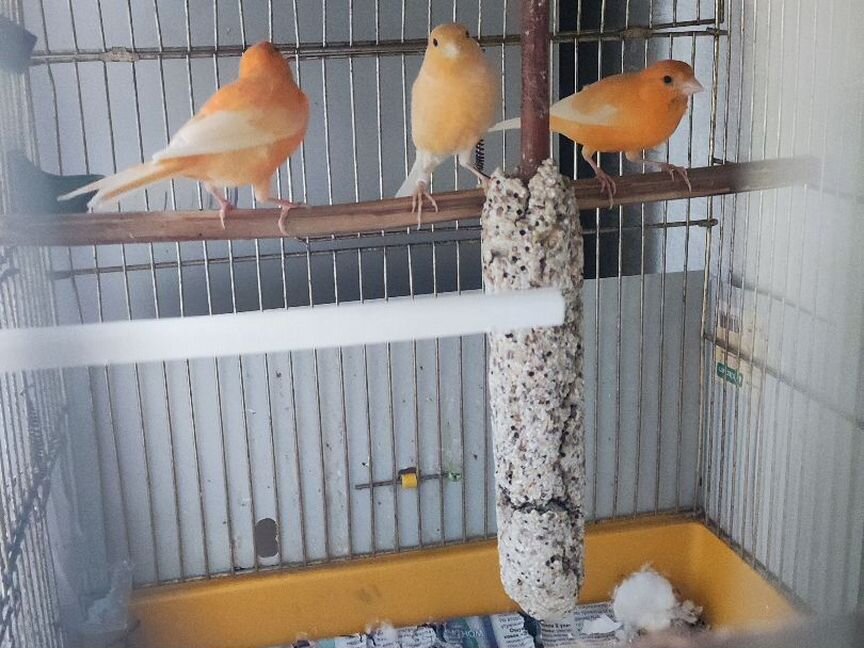 Кенара и канарейки