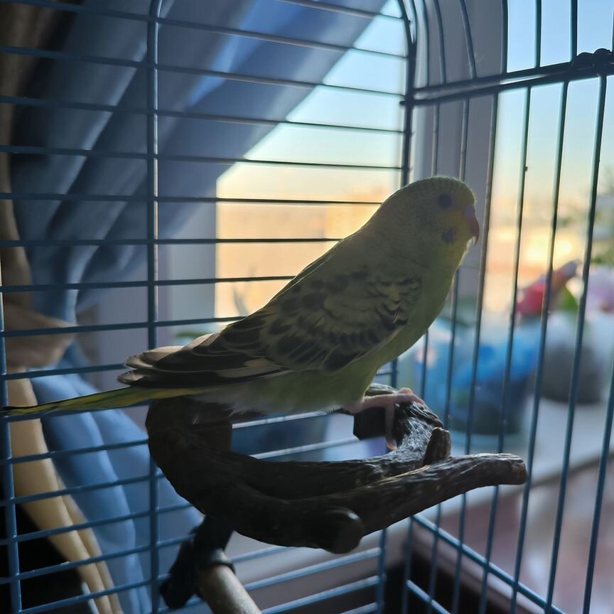 Волнистый попугай