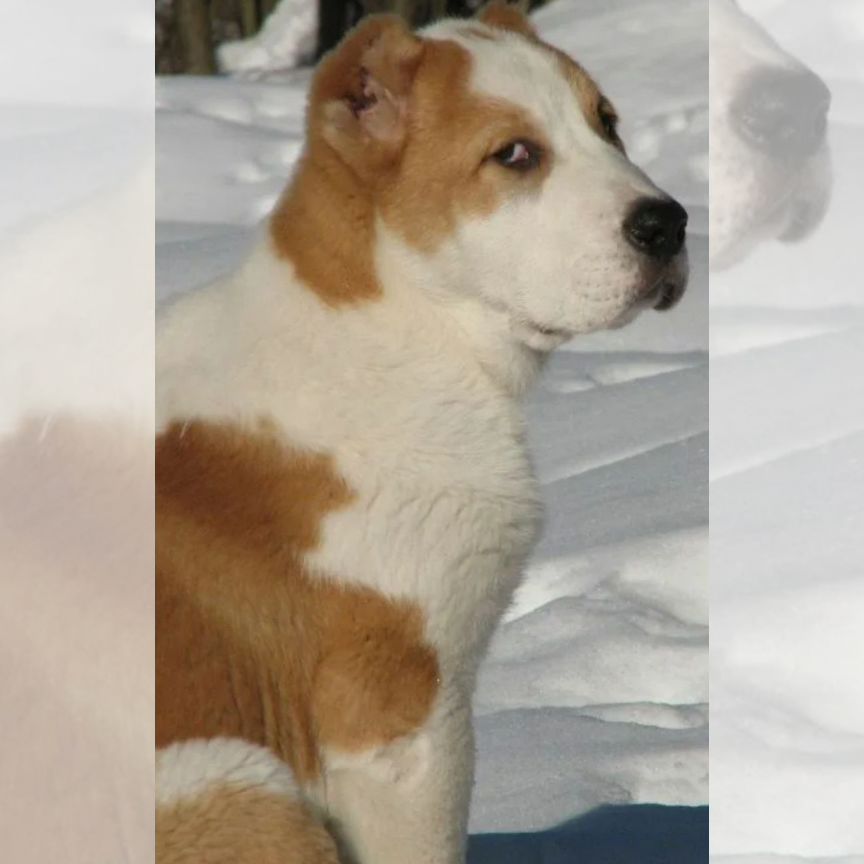 Среднеазиатская овчарка, щенок