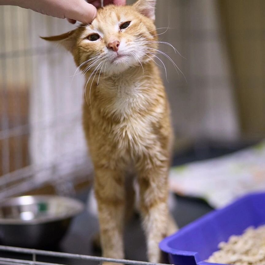 Кот Гарфилд ищет дом