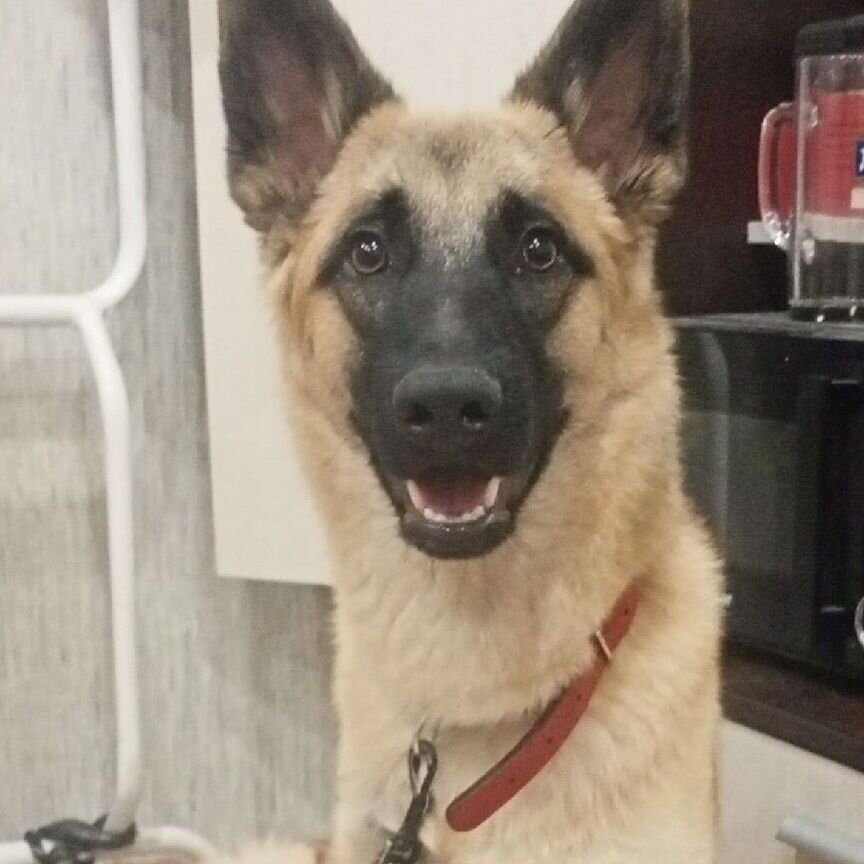 Бельгийская овчарка, щенок