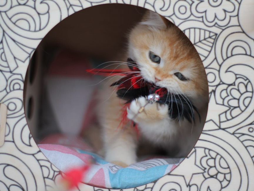 Золотая британочка шелл Bri ny12