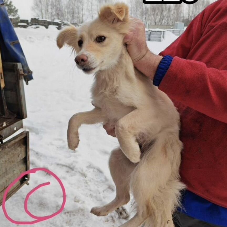 Щенок в добрые руки